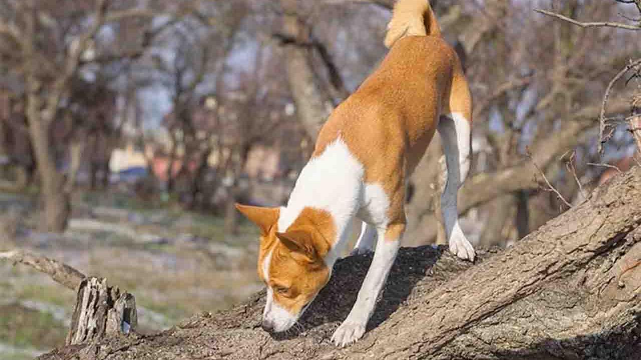 Why Dogs Sniff People in Personal Areas: The Surprising Science Behind ...